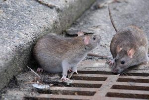 Understanding sewer rats within sewers and drains