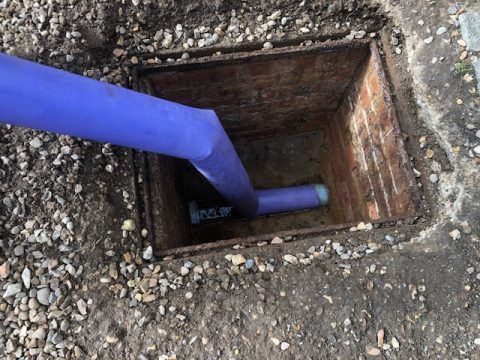 Understanding sewer rats within sewers and drains